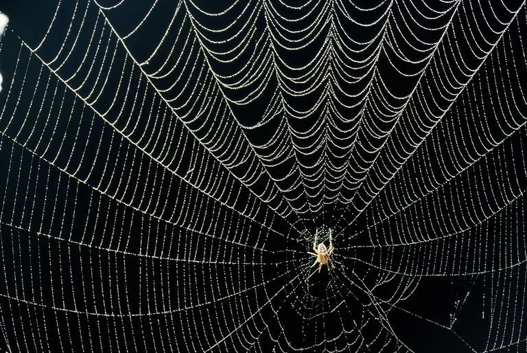Spider Silk: The New Material Used in Body Armor